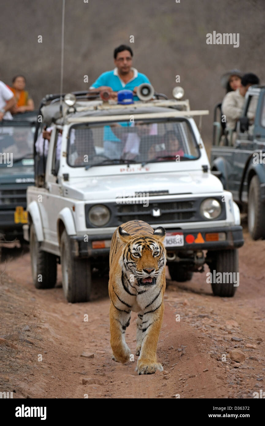 Viewing tigers hi-res stock photography and images - Alamy