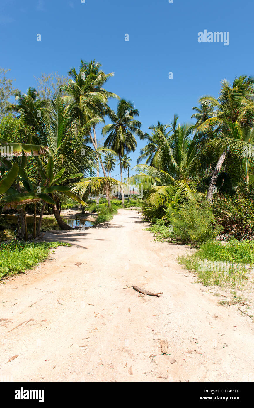 Perfect tropical palms and road Stock Photo - Alamy