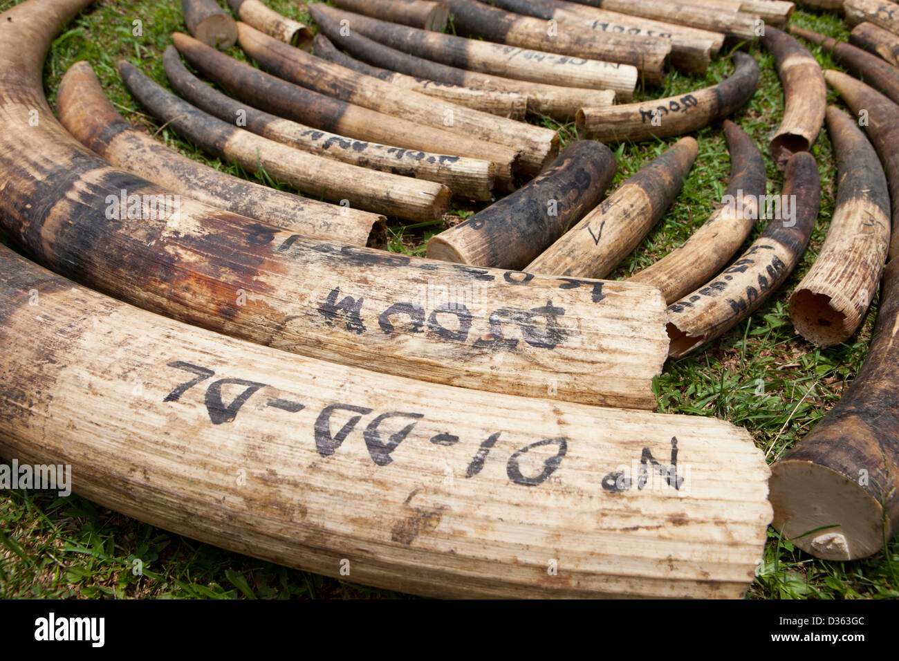 Valuable ivory tusks hi-res stock photography and images - Alamy