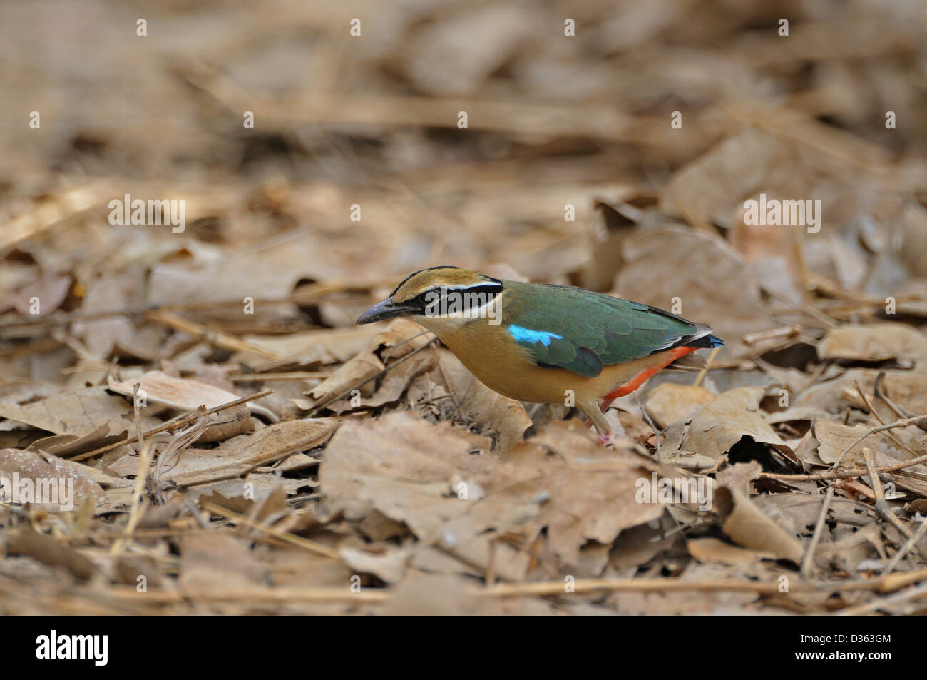Indian Pitta (Pitta brachyura) in Ranthambore national park, India ...