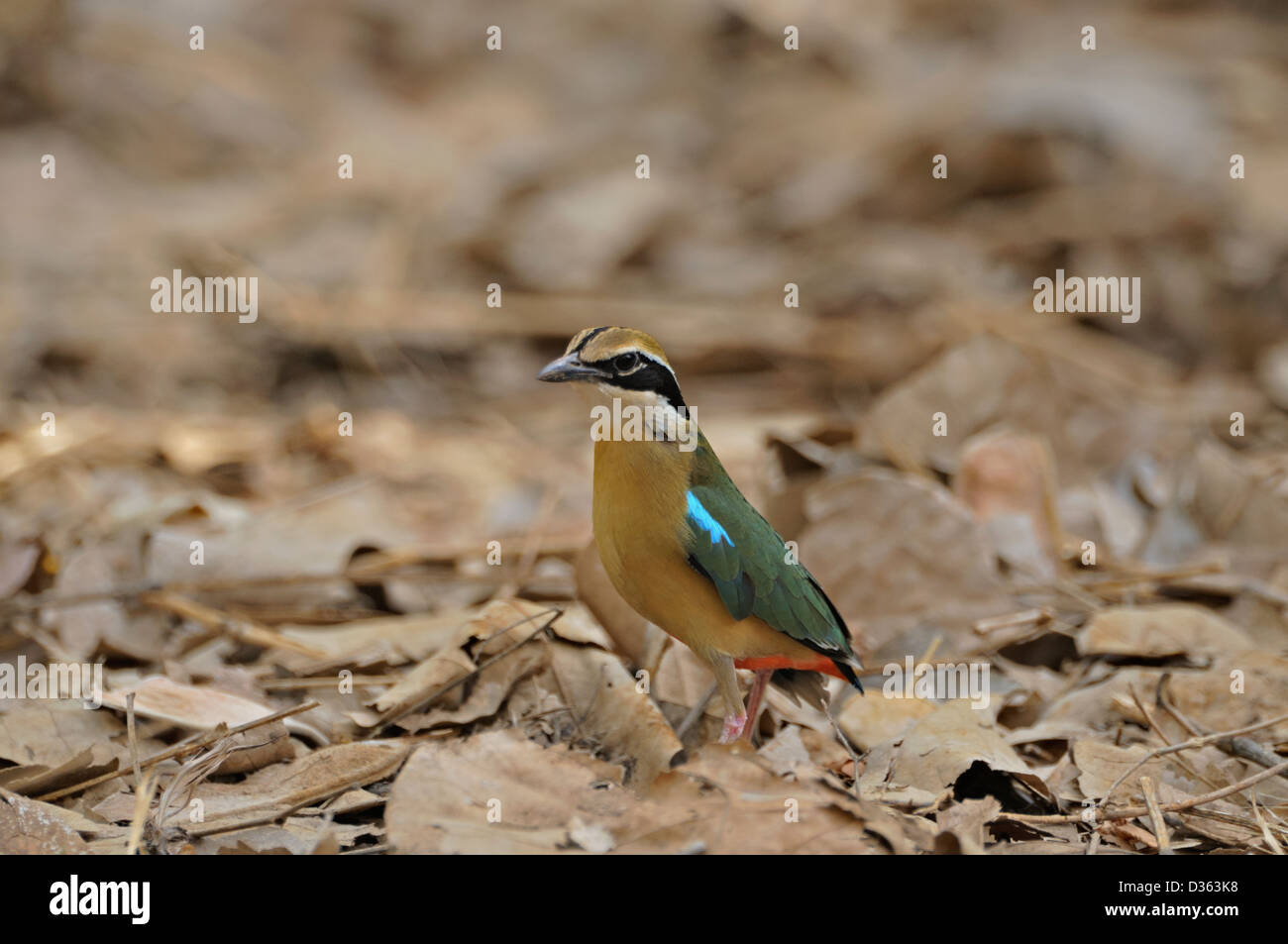 Indian Pitta (Pitta brachyura) in Ranthambore national park, India ...