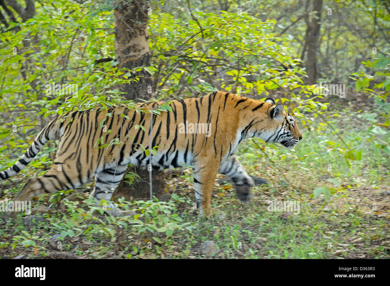Tiger in Ranthambhore after the monsoon rains Stock Photo - Alamy