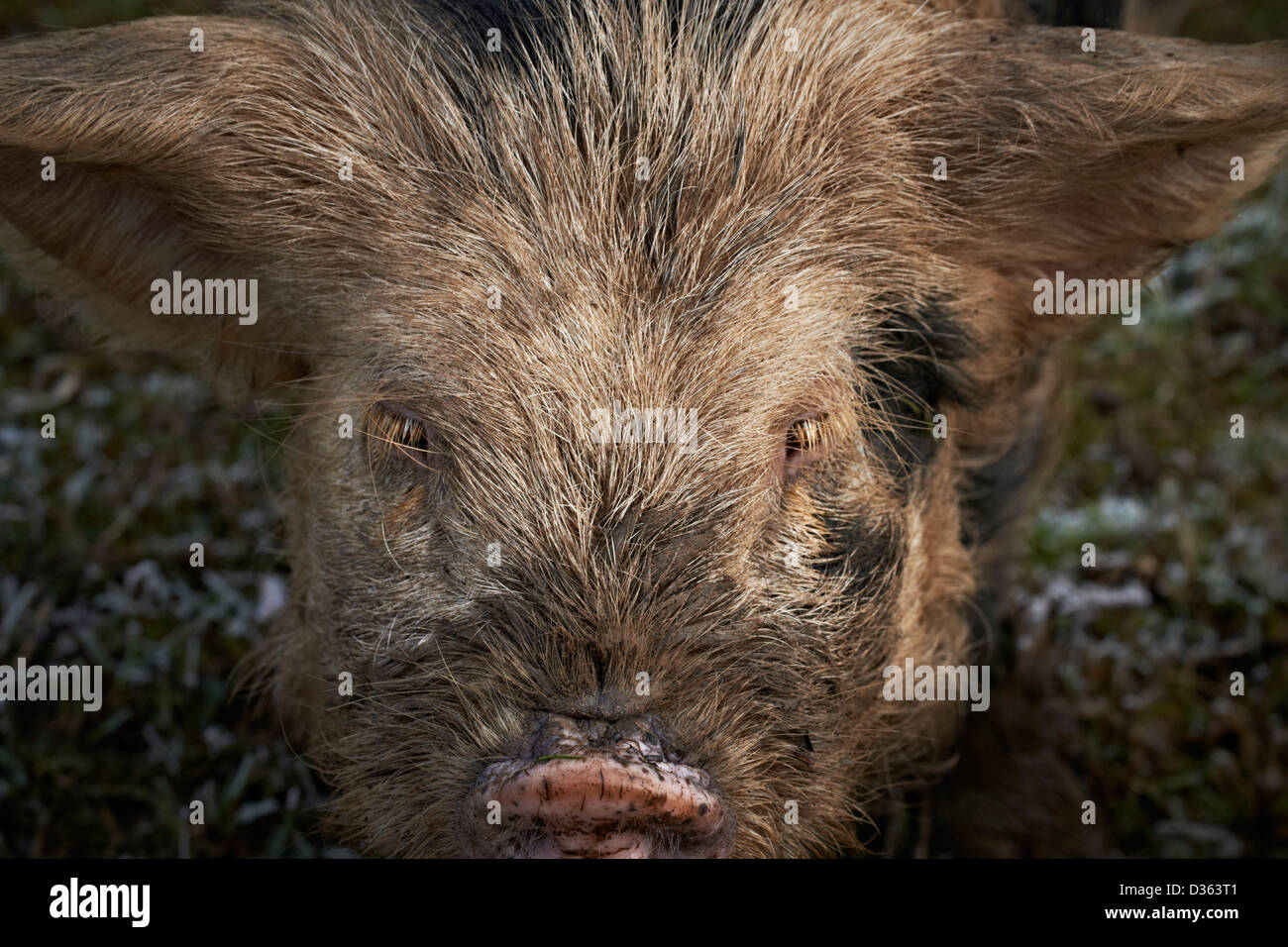 Close up of pigs head Stock Photo - Alamy