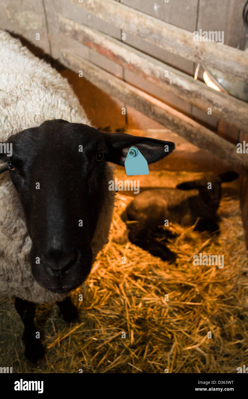 Suffolk sheep with newly born lamb on the local farm Stock Photo - Alamy