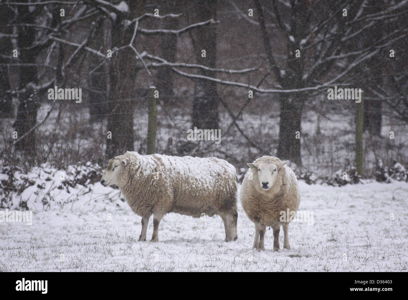 Farmer lamb snow hi-res stock photography and images - Alamy