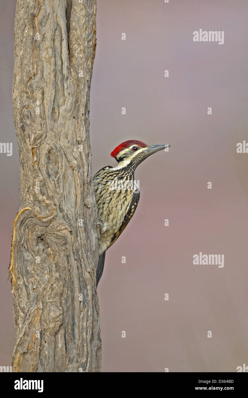 Black-rumped Flameback or Lesser Golden-backed Woodpecker (Dinopium ...