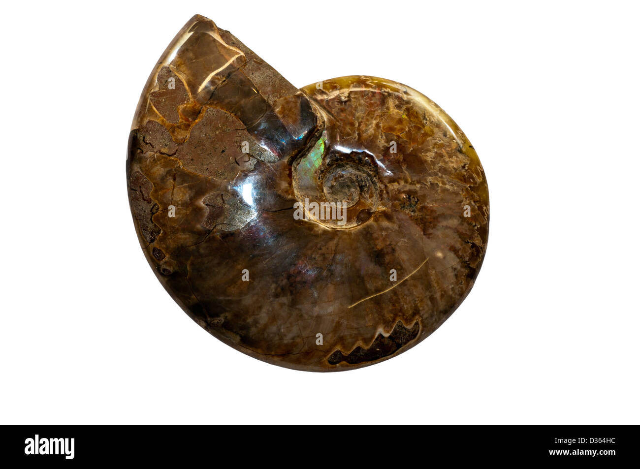 Fossil ammonite cut out hi-res stock photography and images - Alamy