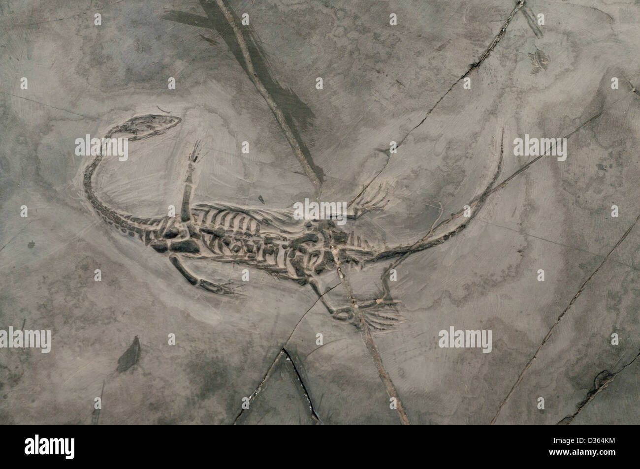 Keichousaurus hi-res stock photography and images - Alamy