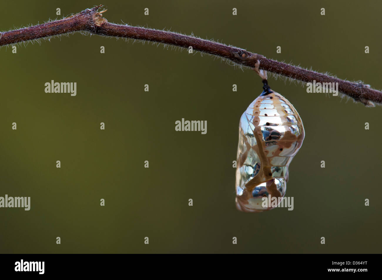 Euploea Core. Common Indian crow butterfly pupa. Andhra pradesh, India ...