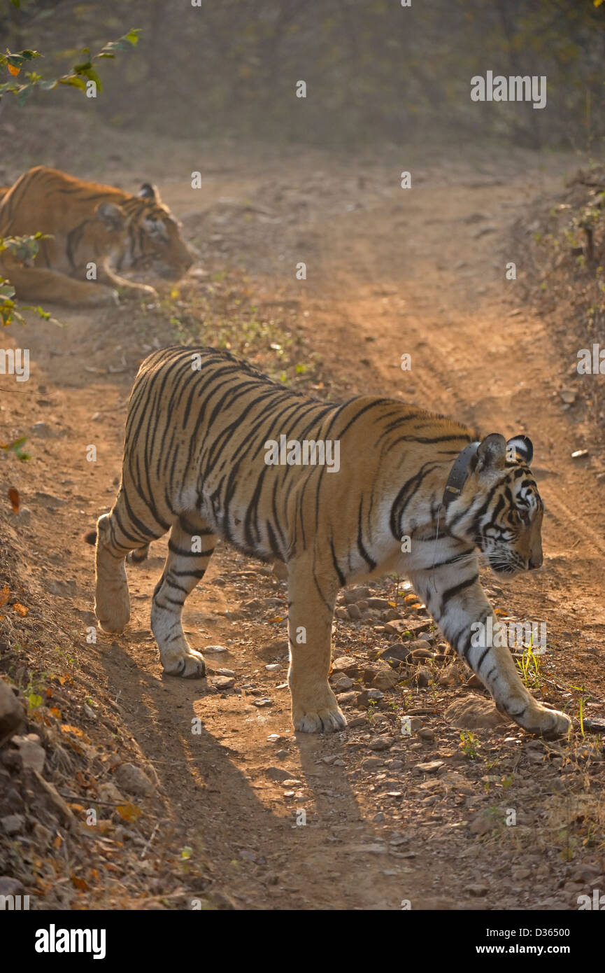 Two tigers on a forest ttrack on a winter morning in Ranthambore ...