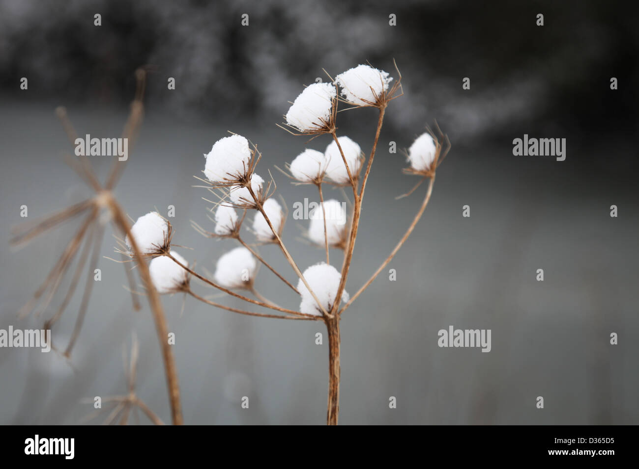 Cow Parsley seed heads covered with snow Stock Photo - Alamy