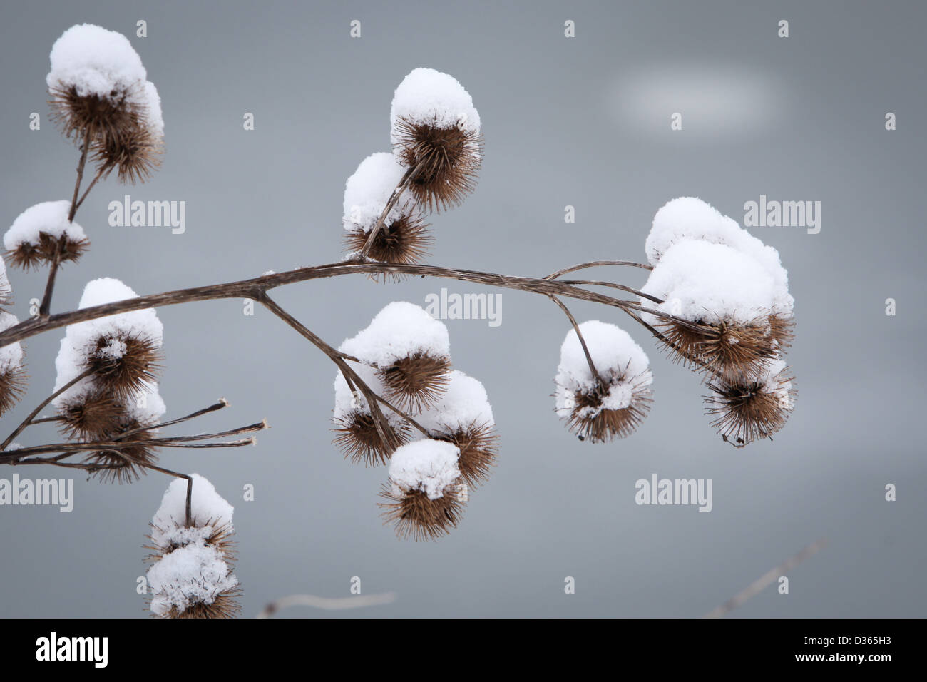 Wild flower seed heads covered in snow Stock Photo - Alamy