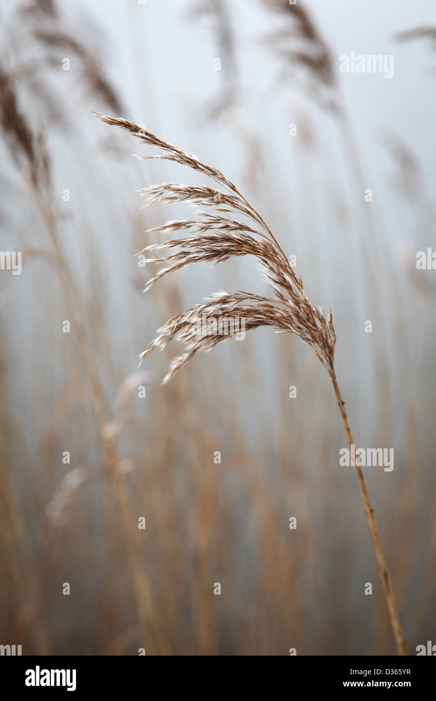 Reeds by the river Alde in Suffolk Stock Photo - Alamy