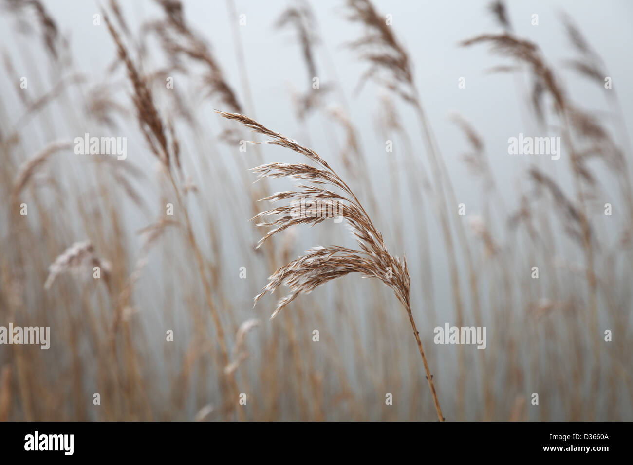 Reeds by the river Alde in Suffolk Stock Photo - Alamy
