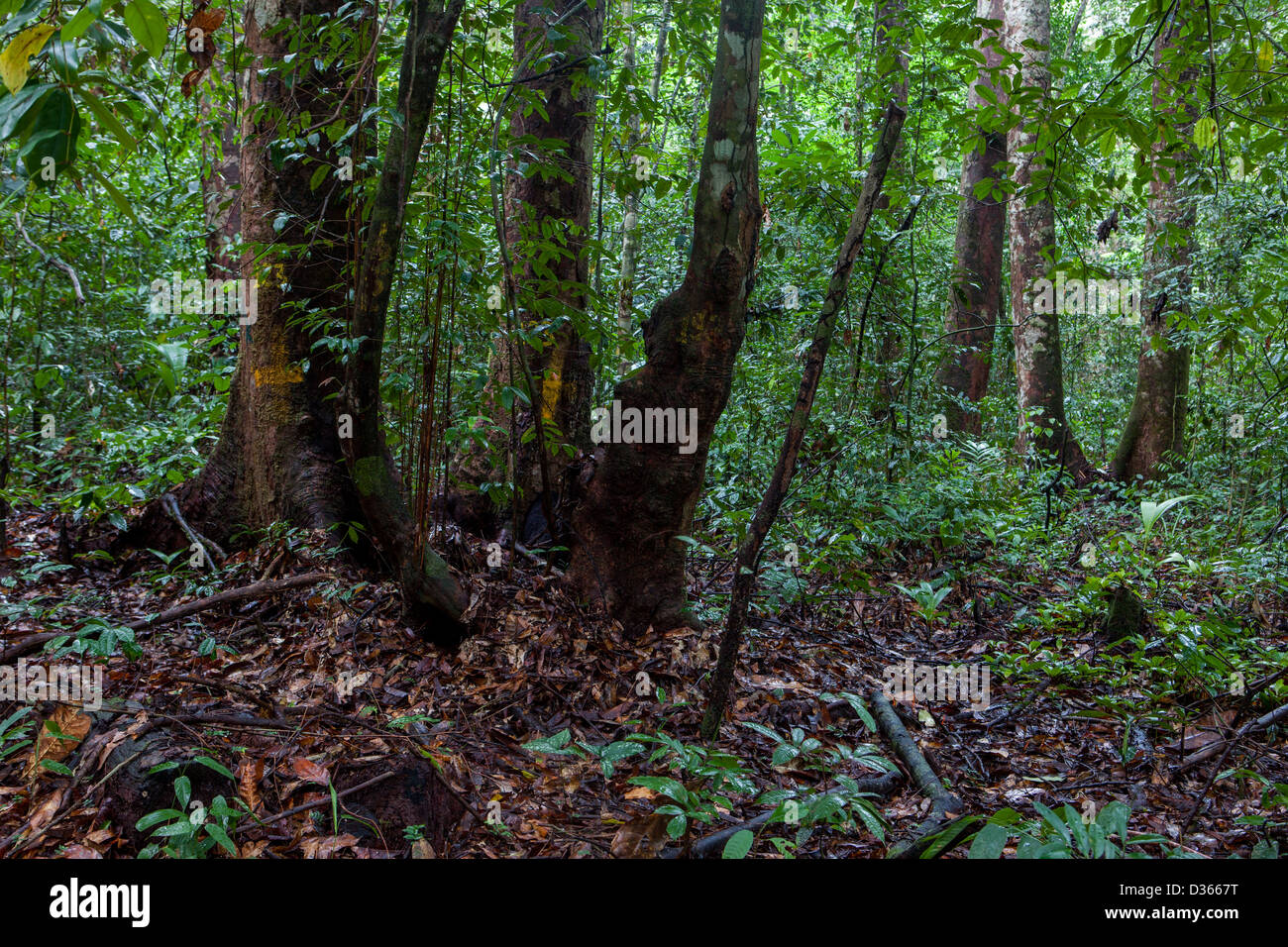 Gabon rainforest hi-res stock photography and images - Alamy