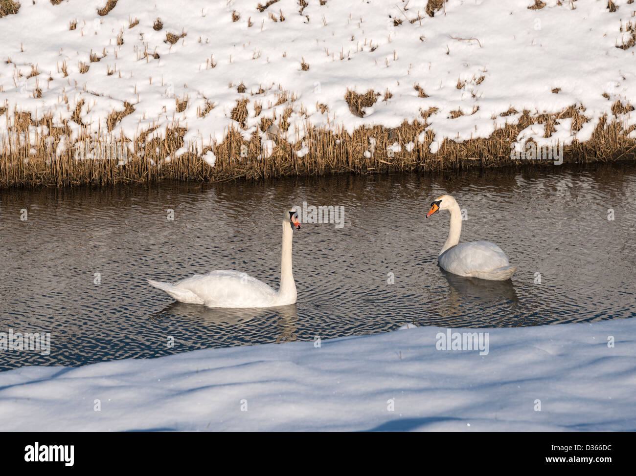 Swan landscape hi-res stock photography and images - Alamy