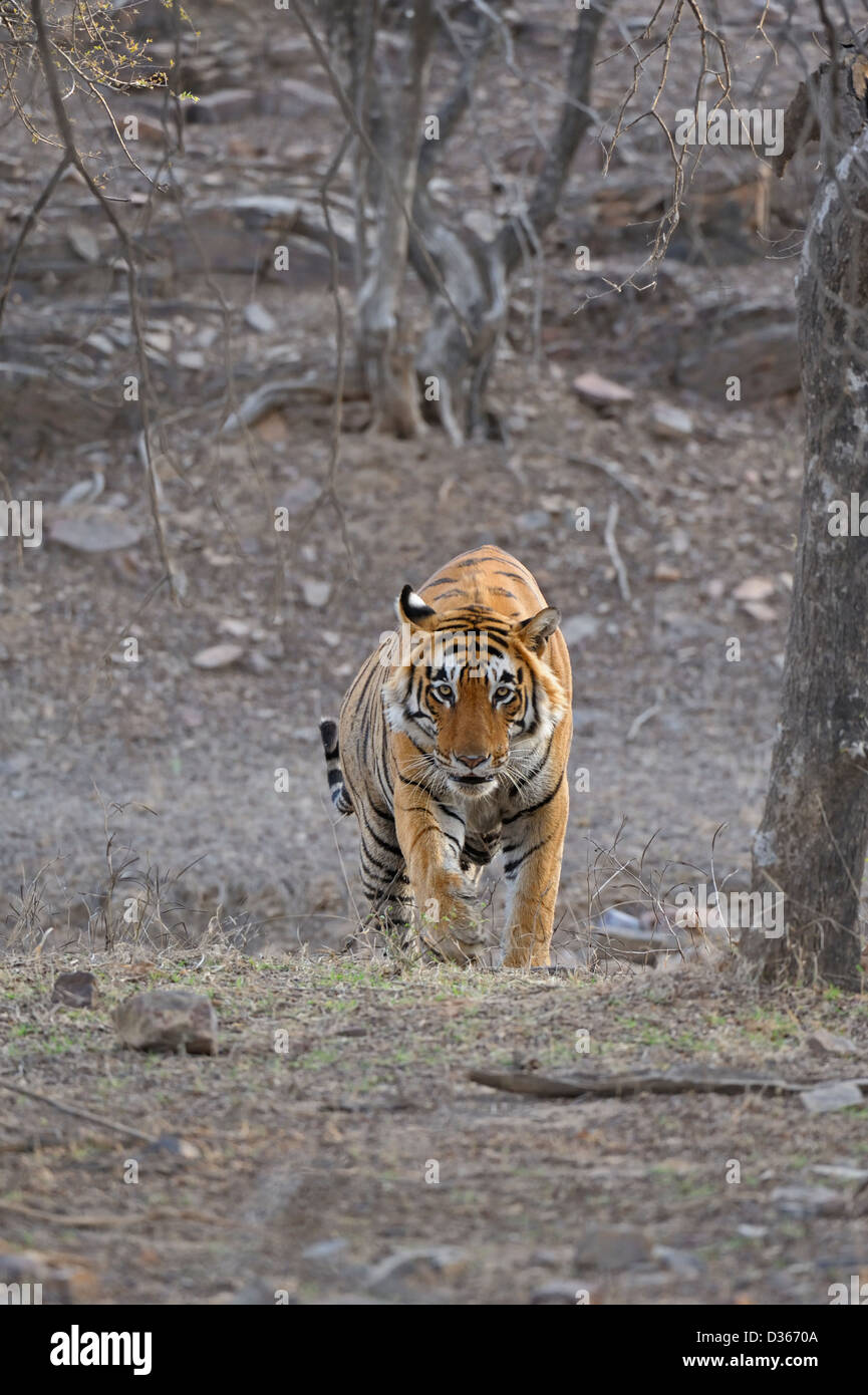 Tiger approach approaching hi-res stock photography and images - Alamy