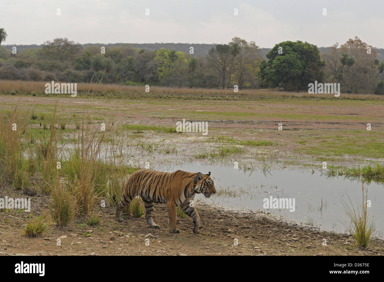 Tiger walking along the shore of a lake in Ranthambhore national park ...