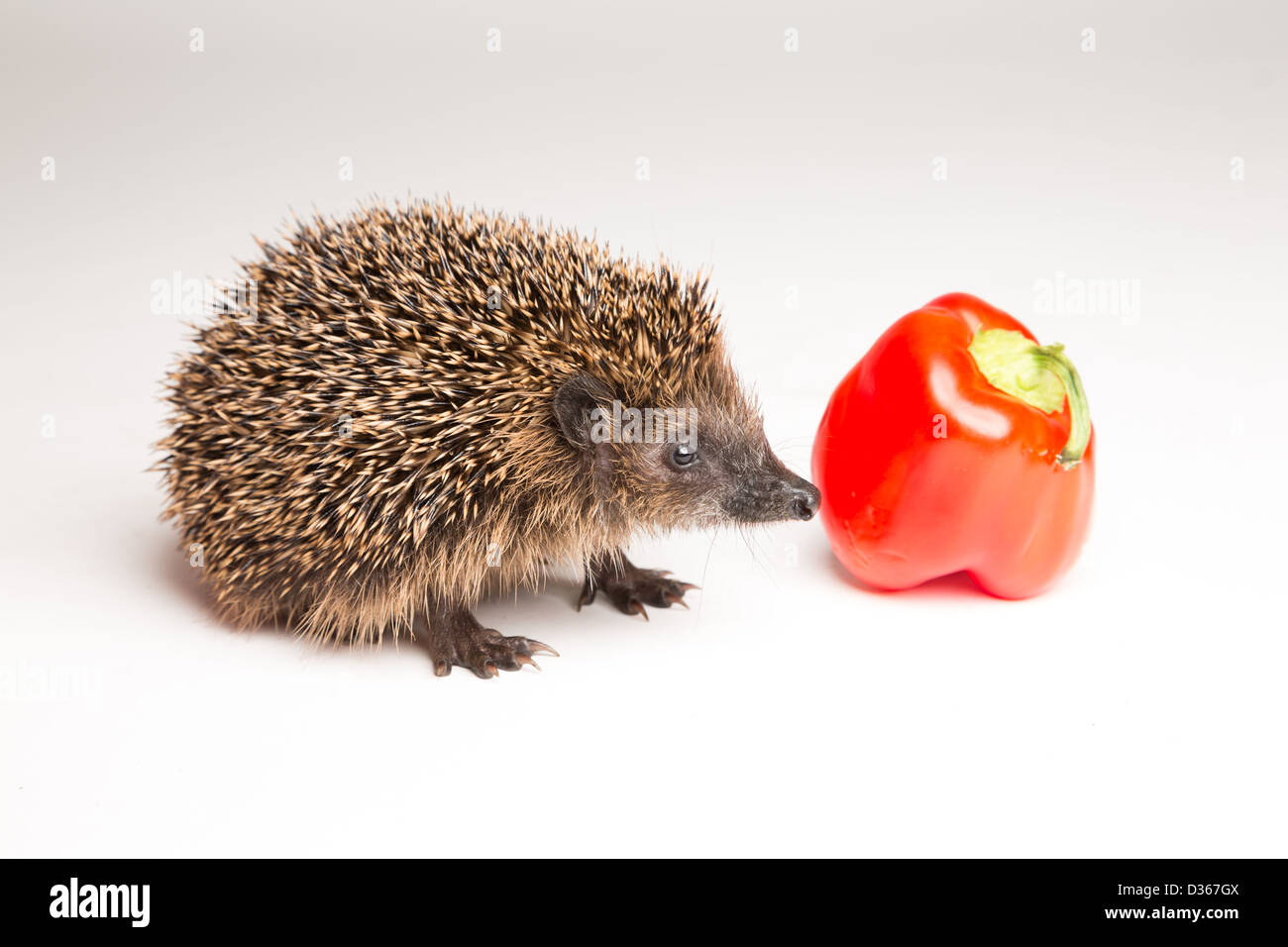 Hungry hedgehog sniffing at bell pepper Stock Photo - Alamy