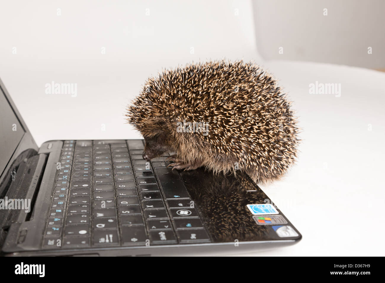 Hedgehog on the keyboard of a laptop computer Stock Photo - Alamy