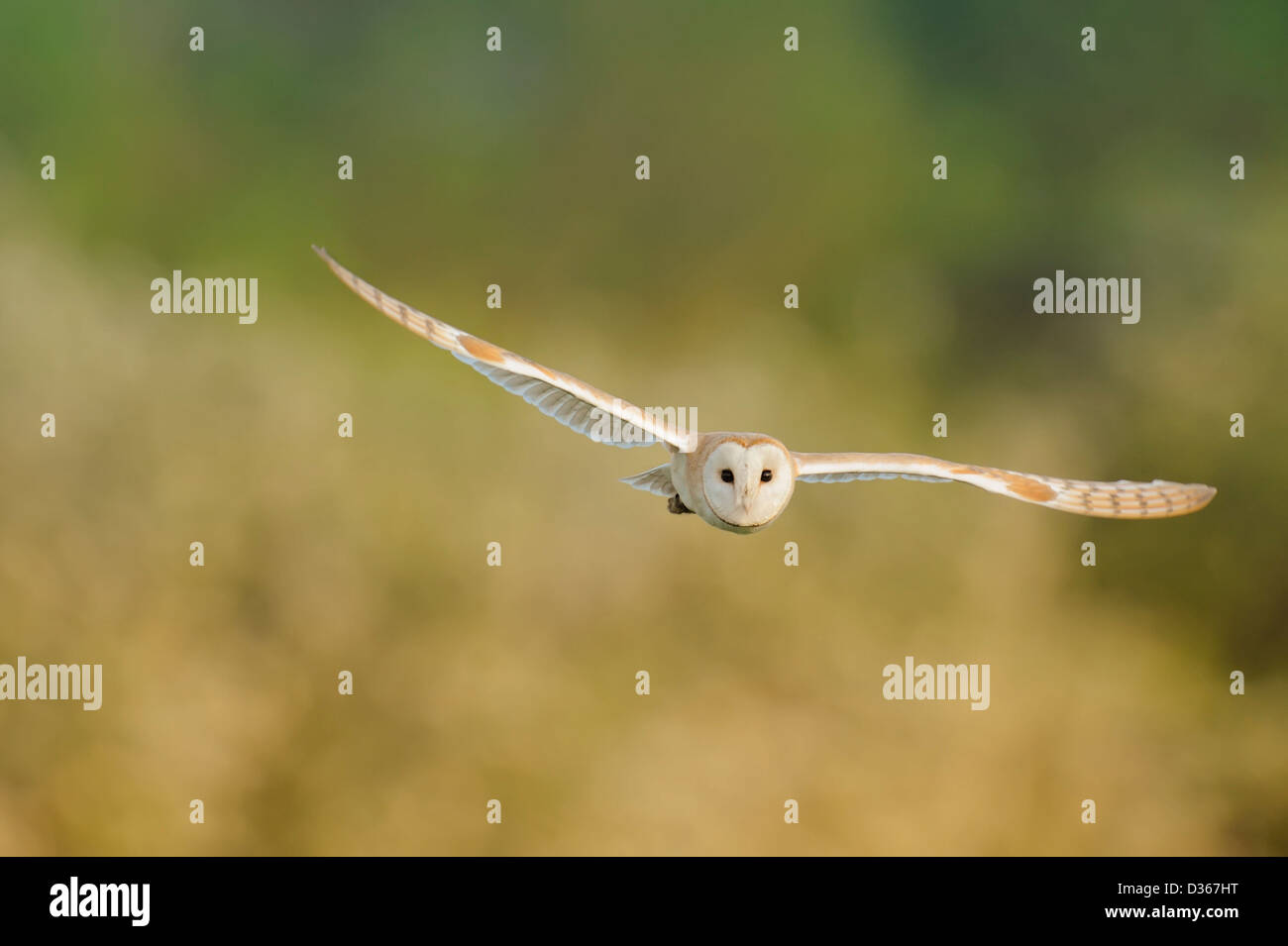 barn owl in flight Stock Photo - Alamy