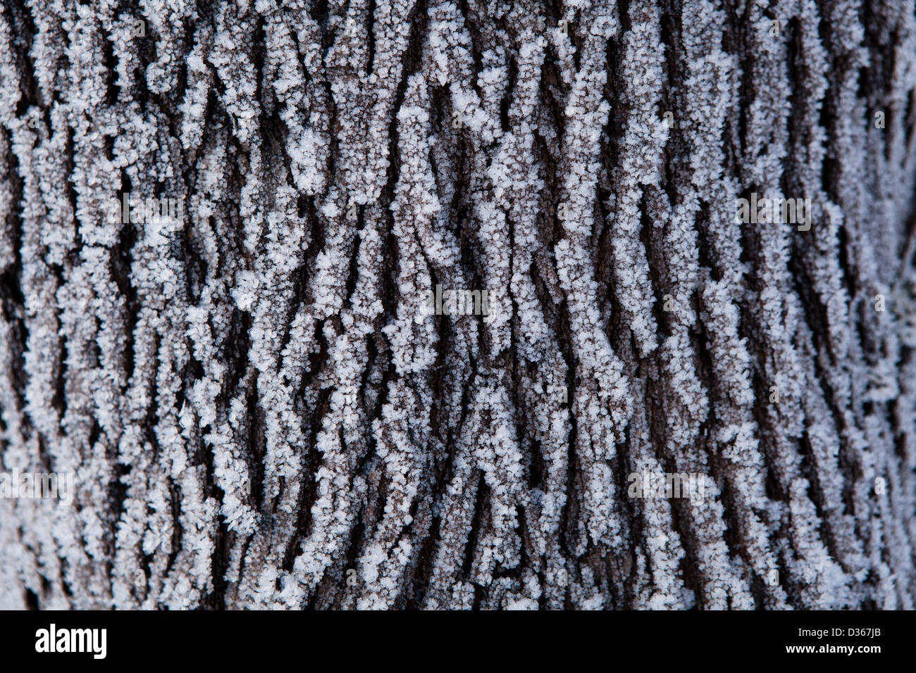 Closeup tree trunk hi-res stock photography and images - Alamy