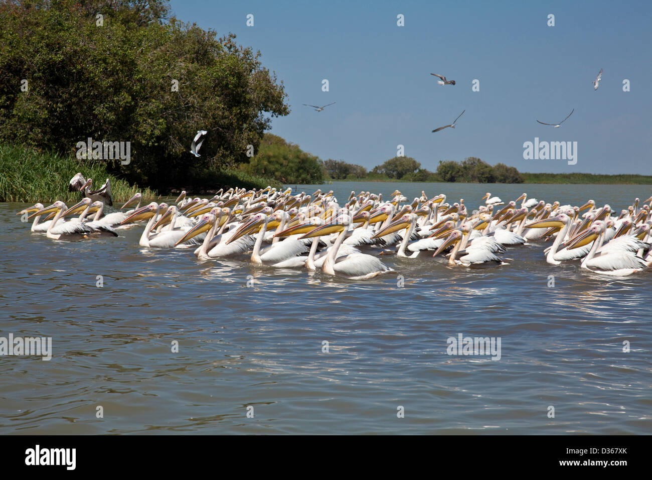 Lake tana bird hi-res stock photography and images - Alamy