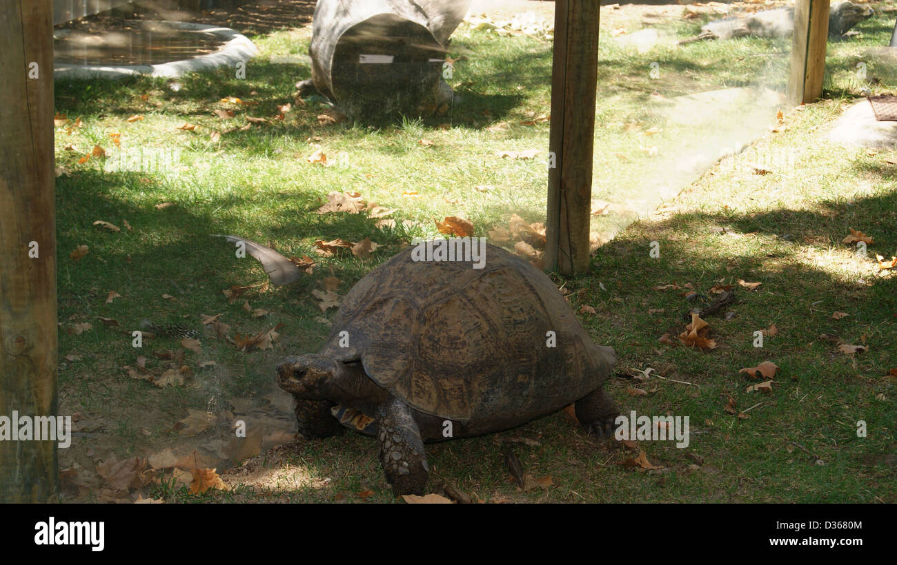 Turtle in the shadow Stock Photo - Alamy