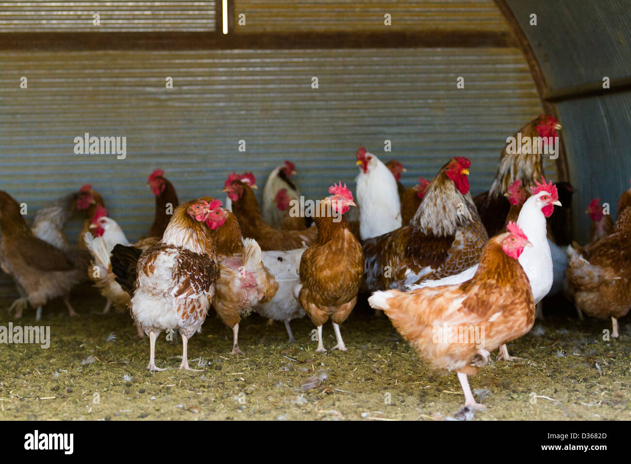 White free range rooster foraging hi-res stock photography and images ...