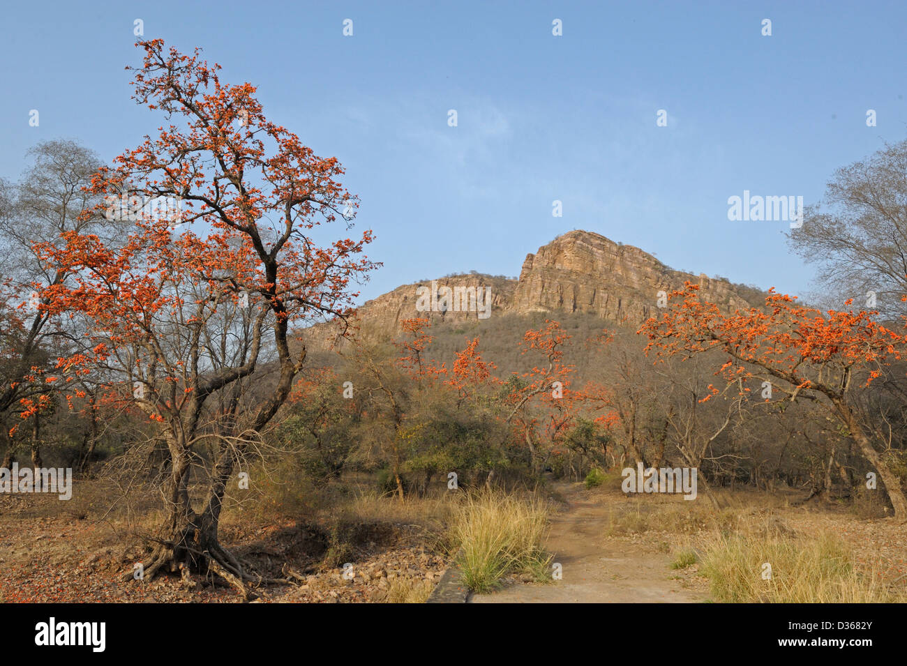 Flame of the forest tree flowering in the summers in Ranthambhore ...