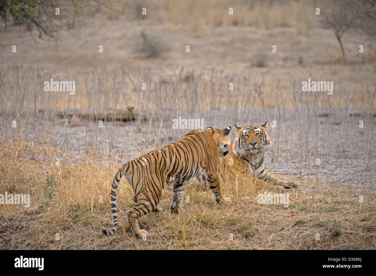 A mating pair of tigers in Ranthambore tiger reserve Stock Photo - Alamy