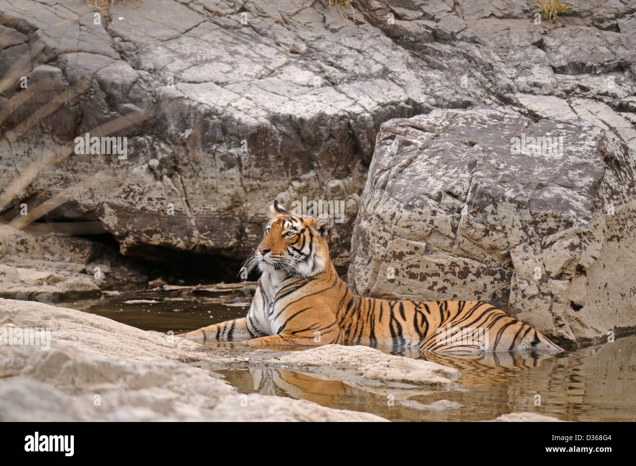 Tiger in a water hole in Ranthambhore Stock Photo - Alamy