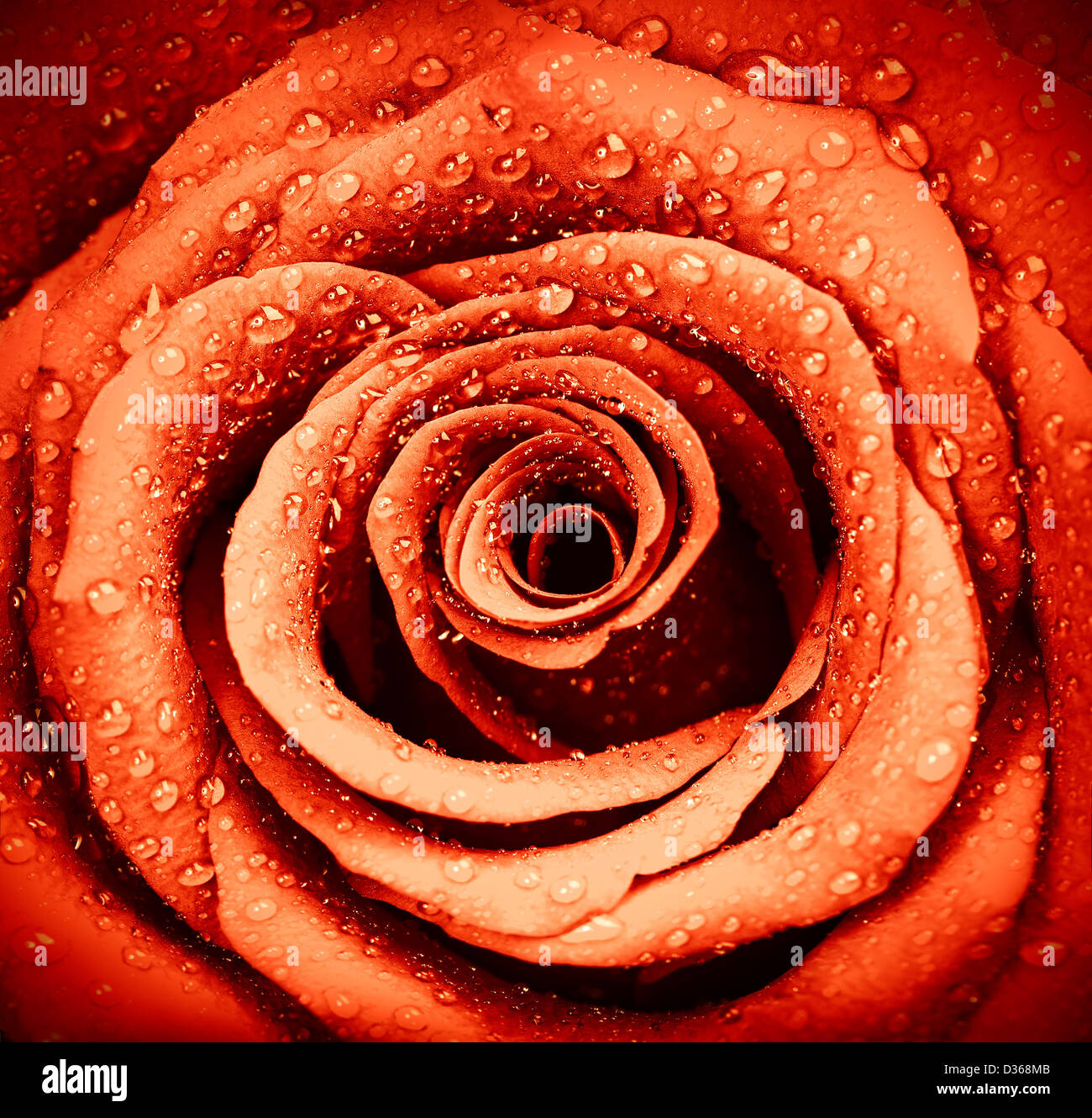 Image of beautiful red rose background, fresh flower with dew drops on ...