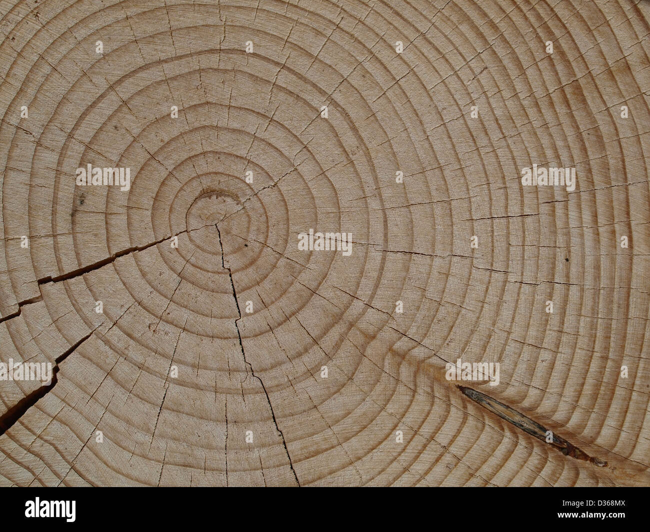 close-up wooden cut texture Stock Photo - Alamy