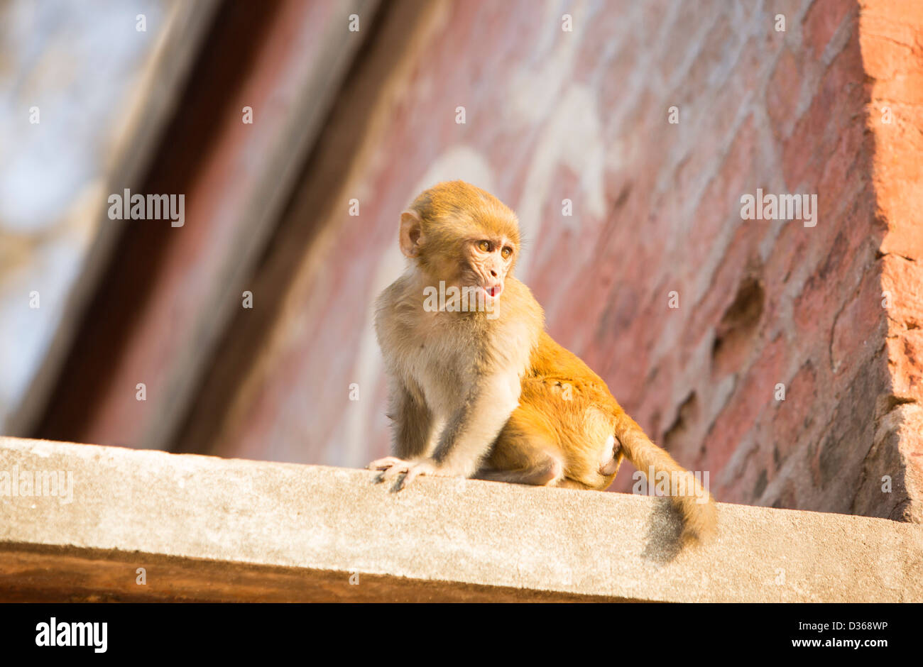 Monkey at Pashupatinath Temple, a Hindu temple of Lord Shiva located on ...