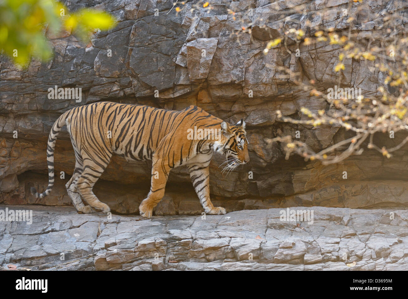 Tiger terrain hi-res stock photography and images - Alamy