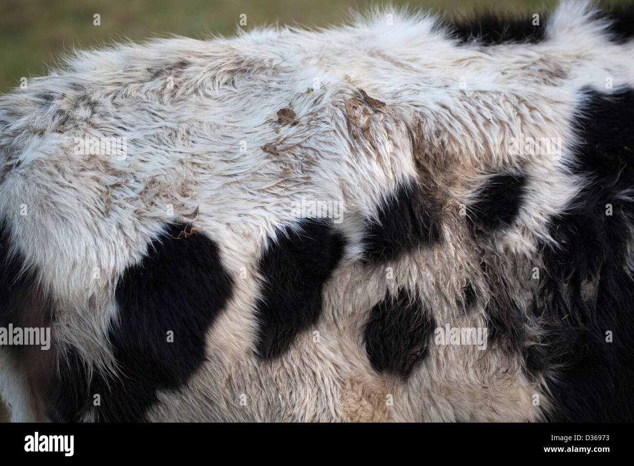 Black and white cow hide hi-res stock photography and images - Alamy