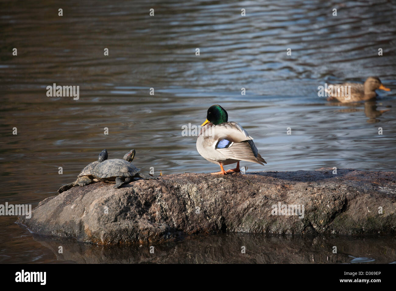 Central park duck and turtle hi-res stock photography and images - Alamy
