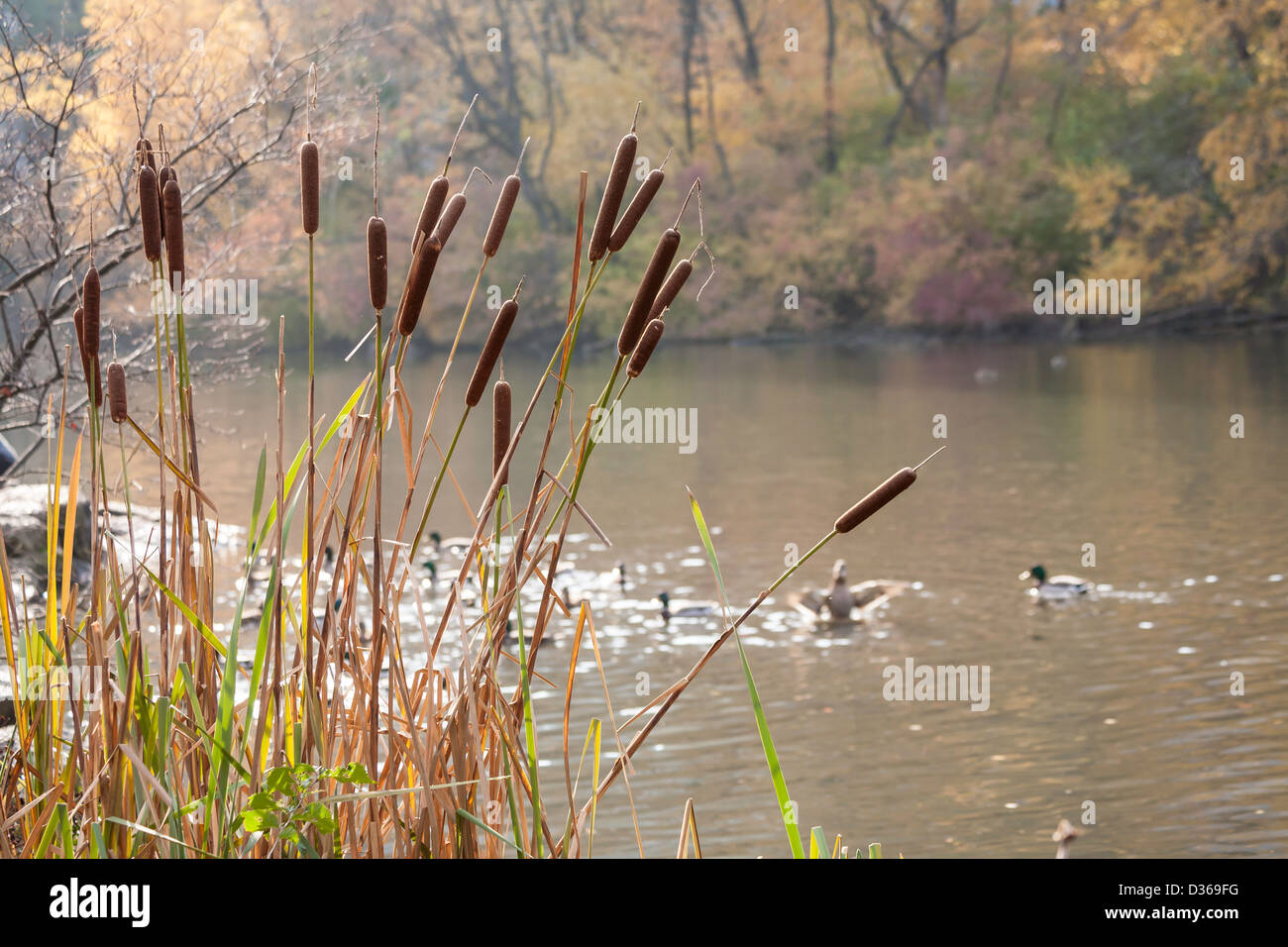Ducks and Cattails, The Pond, Central Park, NYC Stock Photo - Alamy