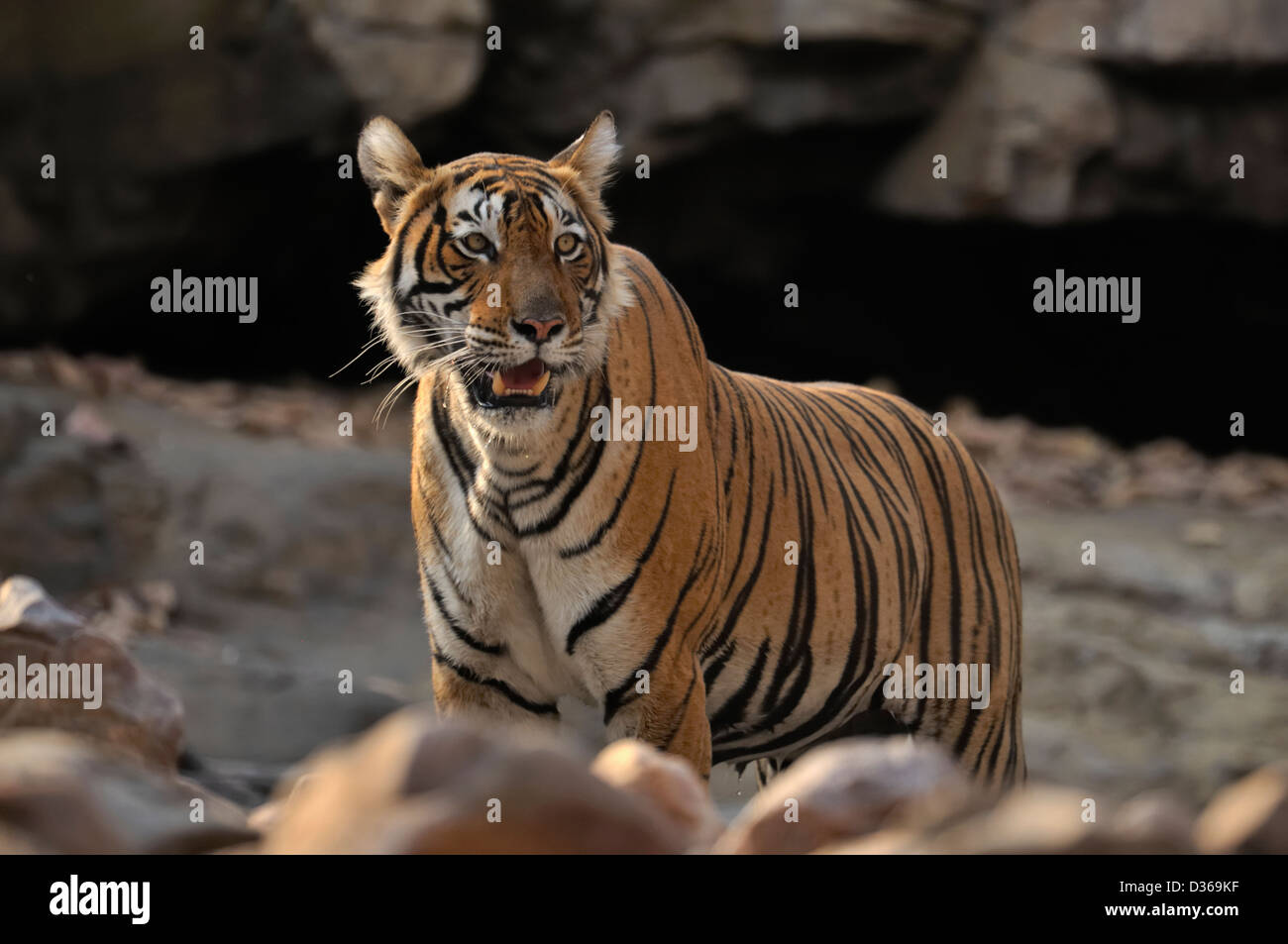 Tiger in rocky terrain in Ranthambhore national park Stock Photo - Alamy