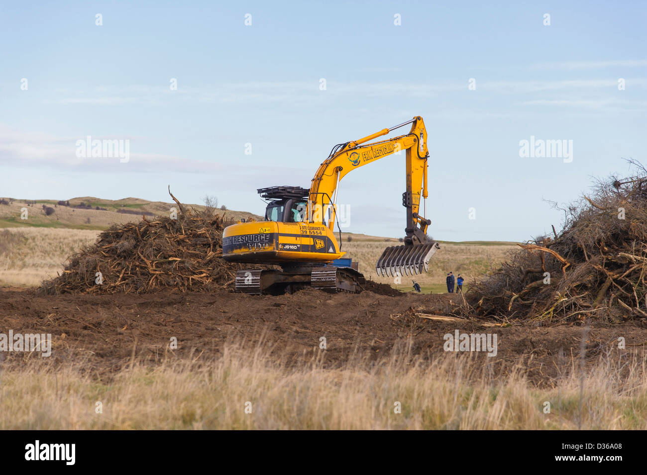 An excavator digging up the invasive sea buckthorn bushes at Aberlady ...