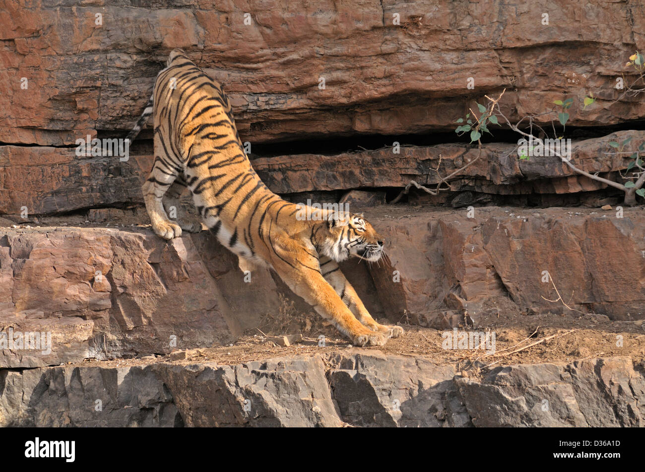 Tigress machali hi-res stock photography and images - Alamy
