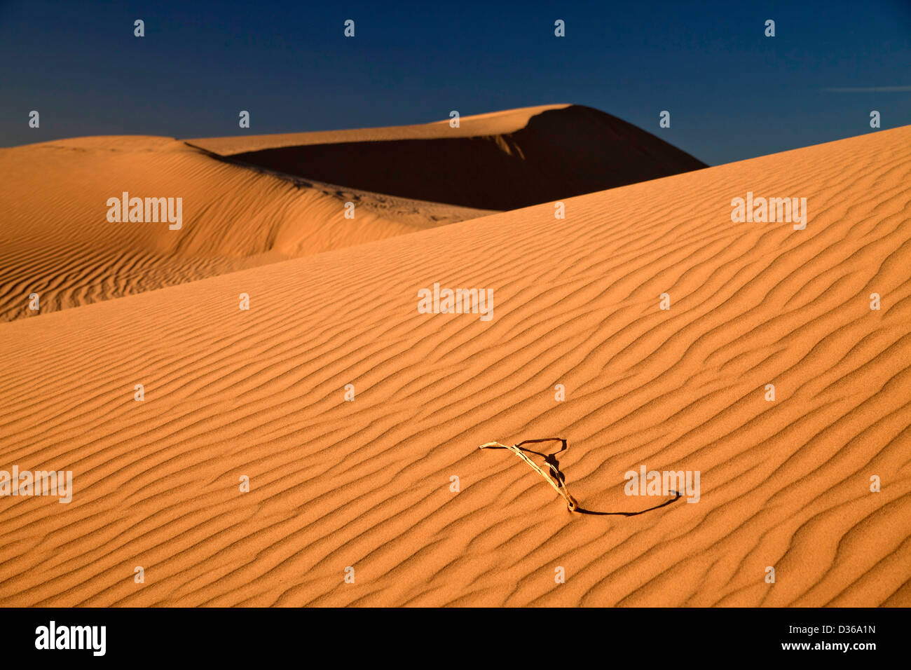 Algodones Dunes or Imperial Sand Dunes, Imperial County, California ...