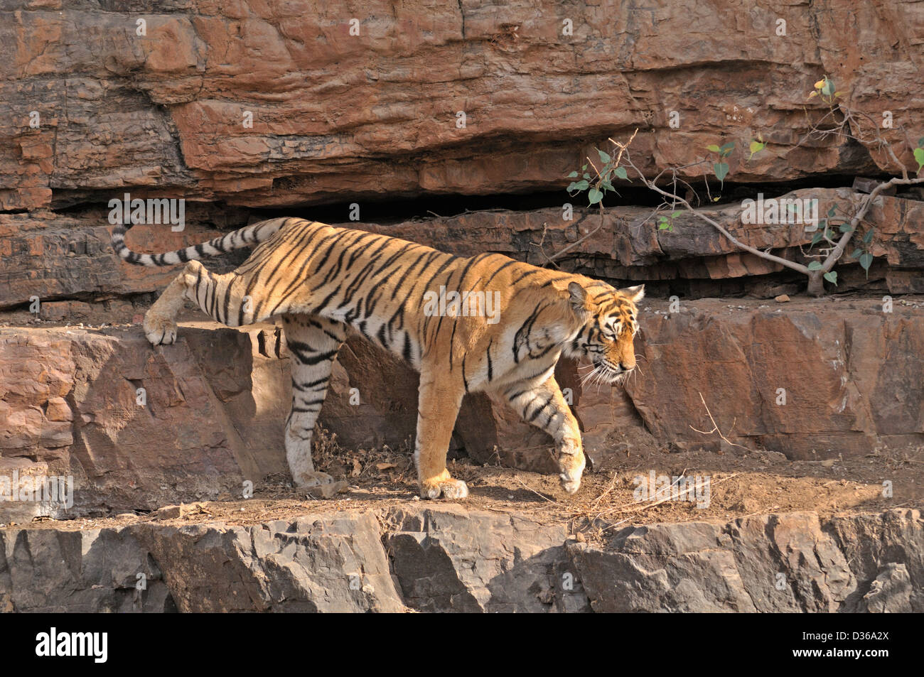 Tigress machali hi-res stock photography and images - Alamy