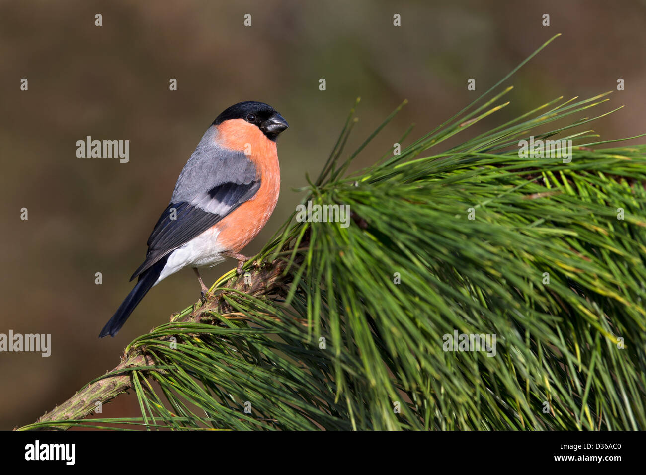 Bullfinch male hi-res stock photography and images - Alamy