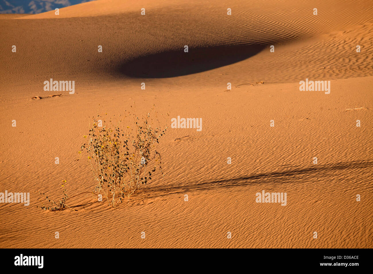 Algodones Dunes or Imperial Sand Dunes, Imperial County, California ...