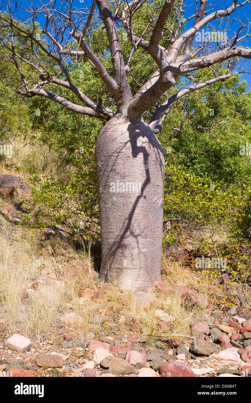 Tree Bulbous Trunk Stock Photos & Tree Bulbous Trunk Stock Images - Alamy