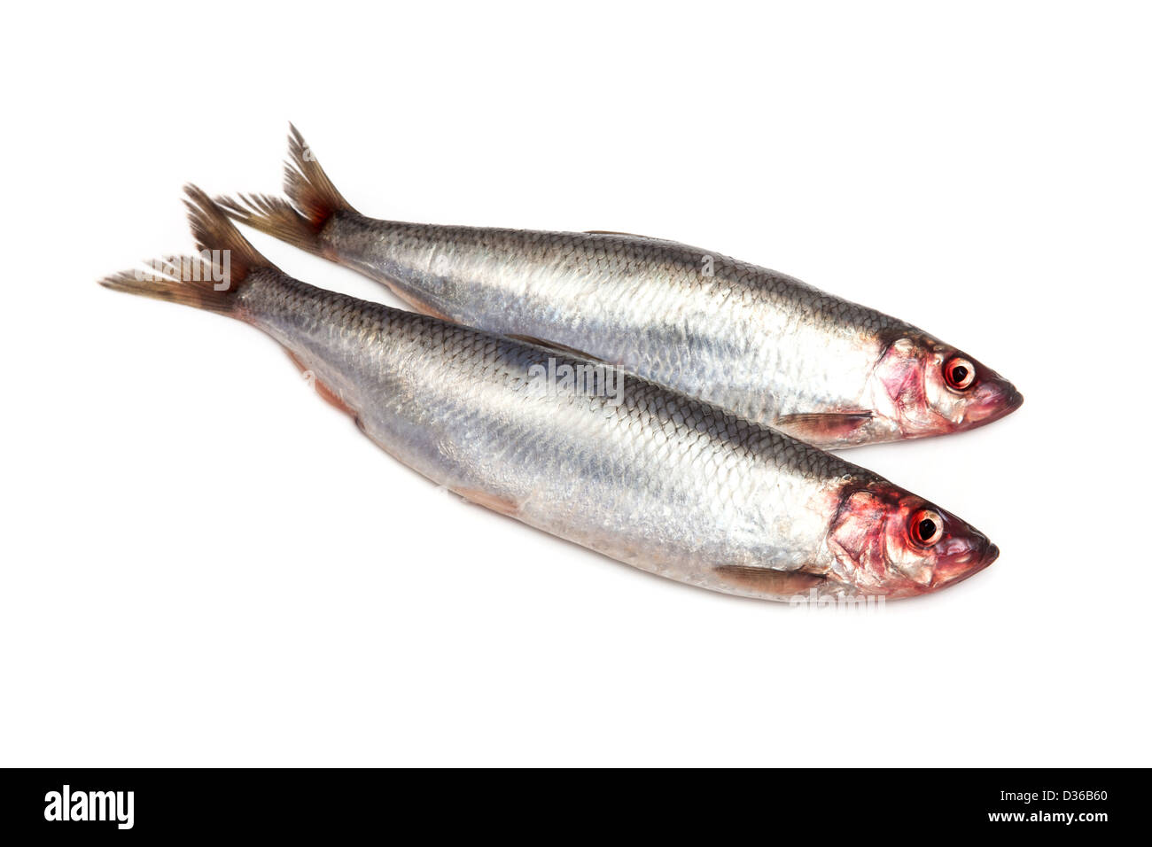 Herring herrings hi-res stock photography and images - Alamy