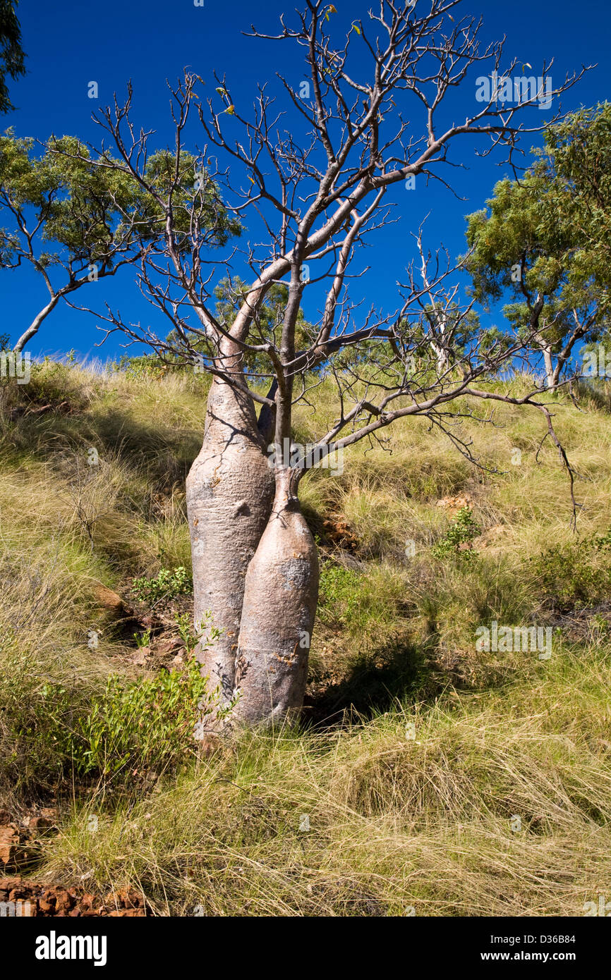 Boab tree, Kimberley region, Raft Point, Collier Bay, Western Australia ...