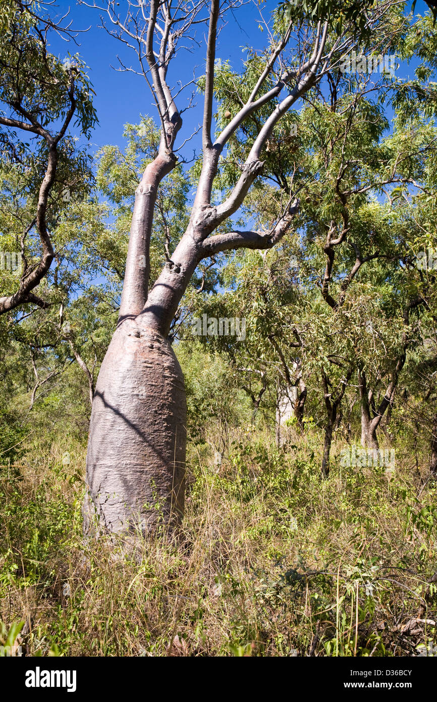 Tree Bulbous Trunk Stock Photos & Tree Bulbous Trunk Stock Images - Alamy